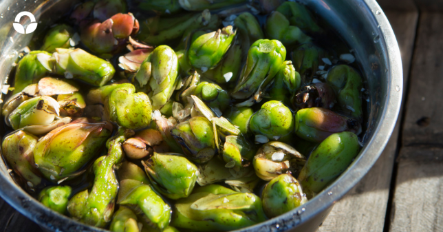 Waterblommetjies - The edible South African water flower – Food Lover's ...